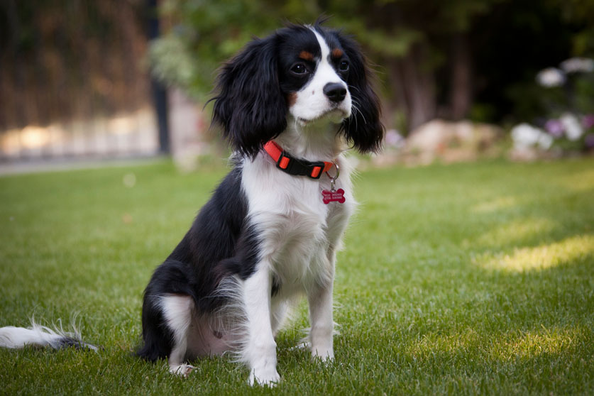 The 15 best dog breeds for families