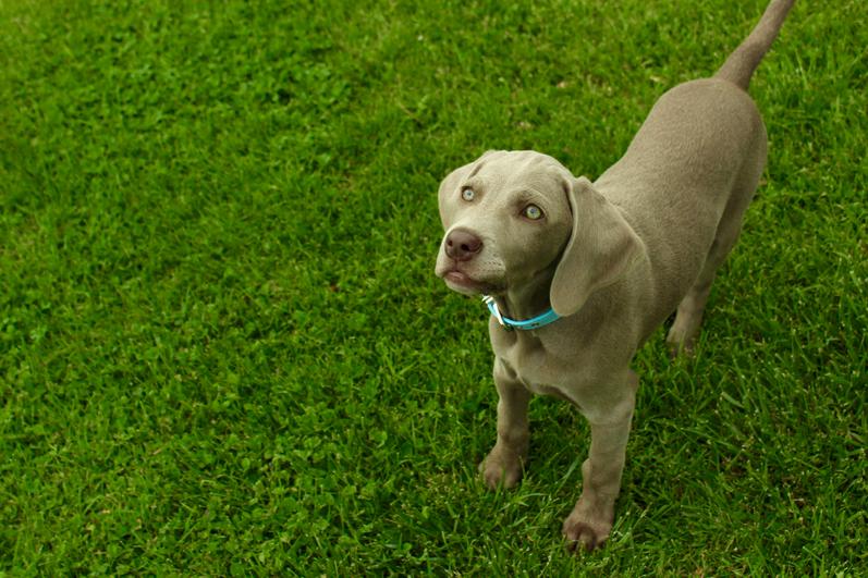 The 15 best dog breeds for families | WHNT.com